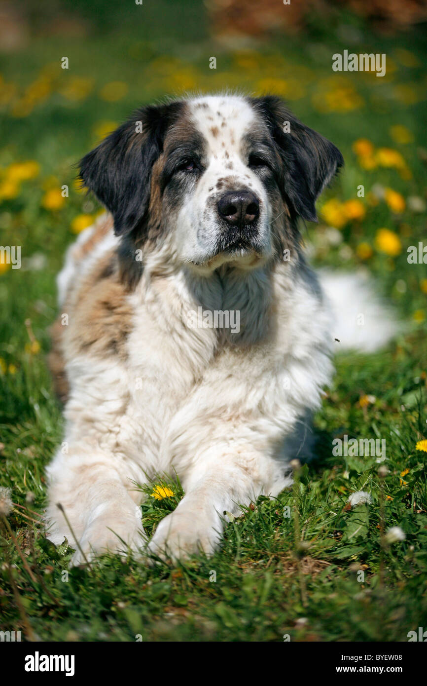 Moskauer wachhund moscow watchdog hi-res stock photography and images ...