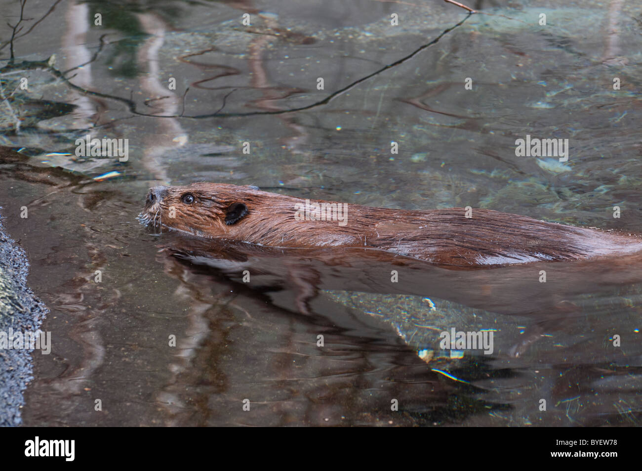 A North American Beaver swimming Stock Photo - Alamy