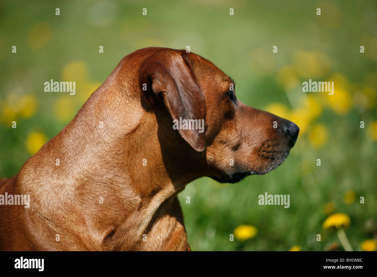 South african ridgeback hi-res stock photography and images - Alamy