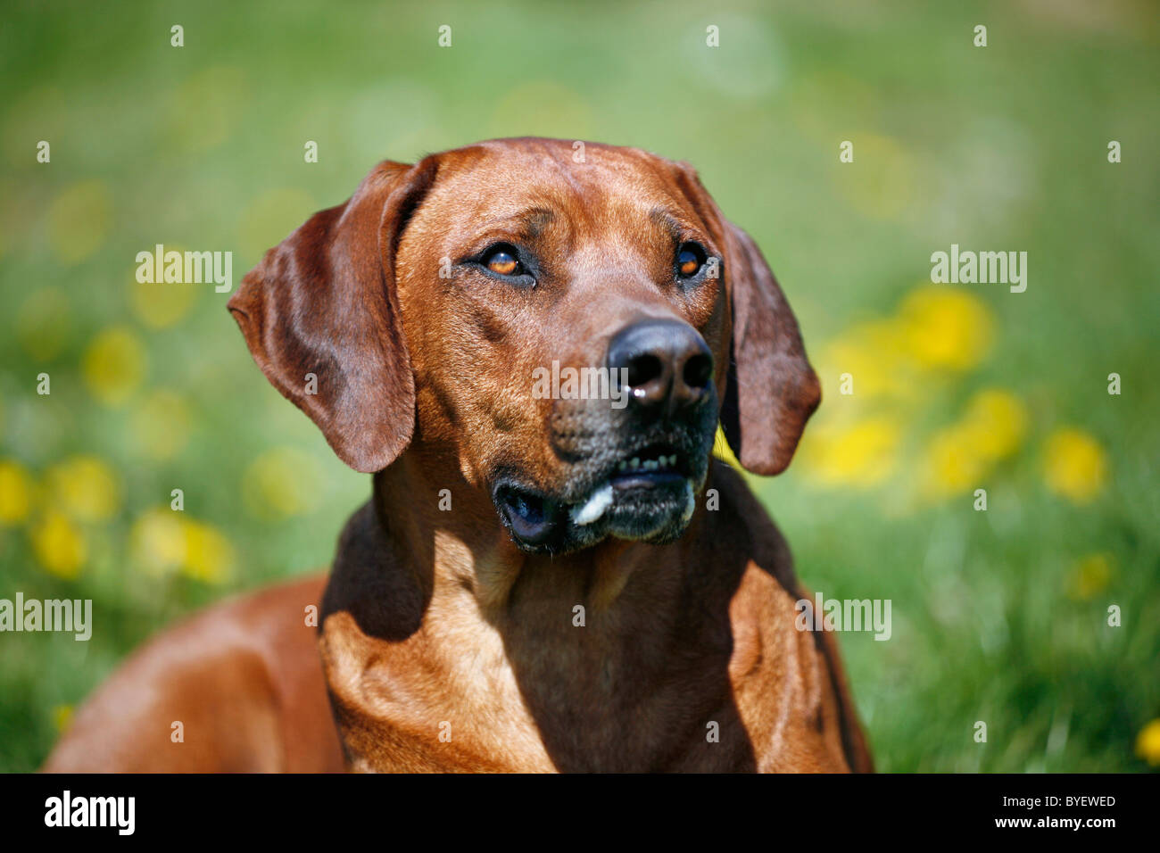 Portrait wiese hi-res stock photography and images - Alamy