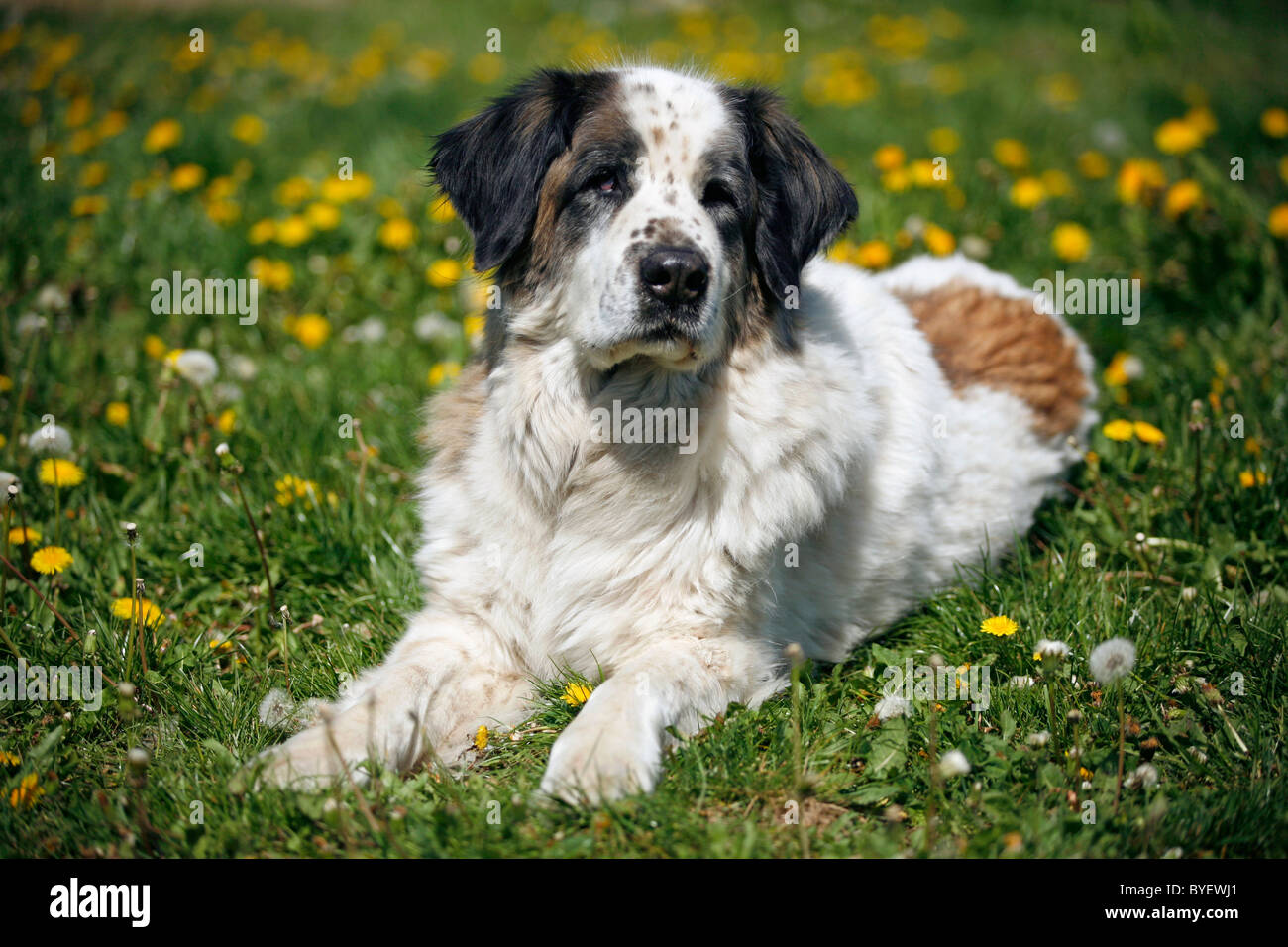 Moskauer wachhund moscow watchdog hi-res stock photography and images ...