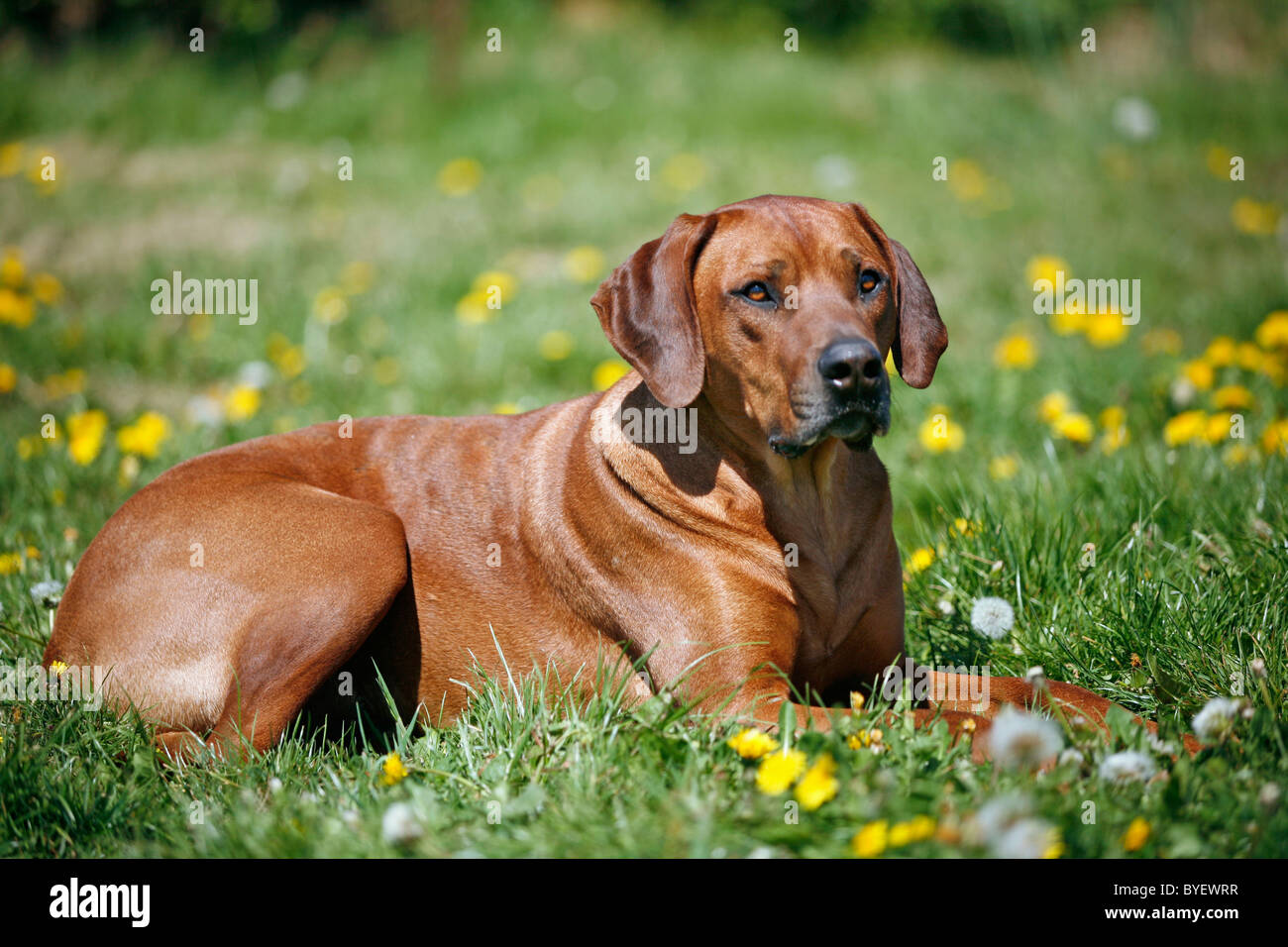 Rhodesian hund hi-res stock photography and images - Alamy
