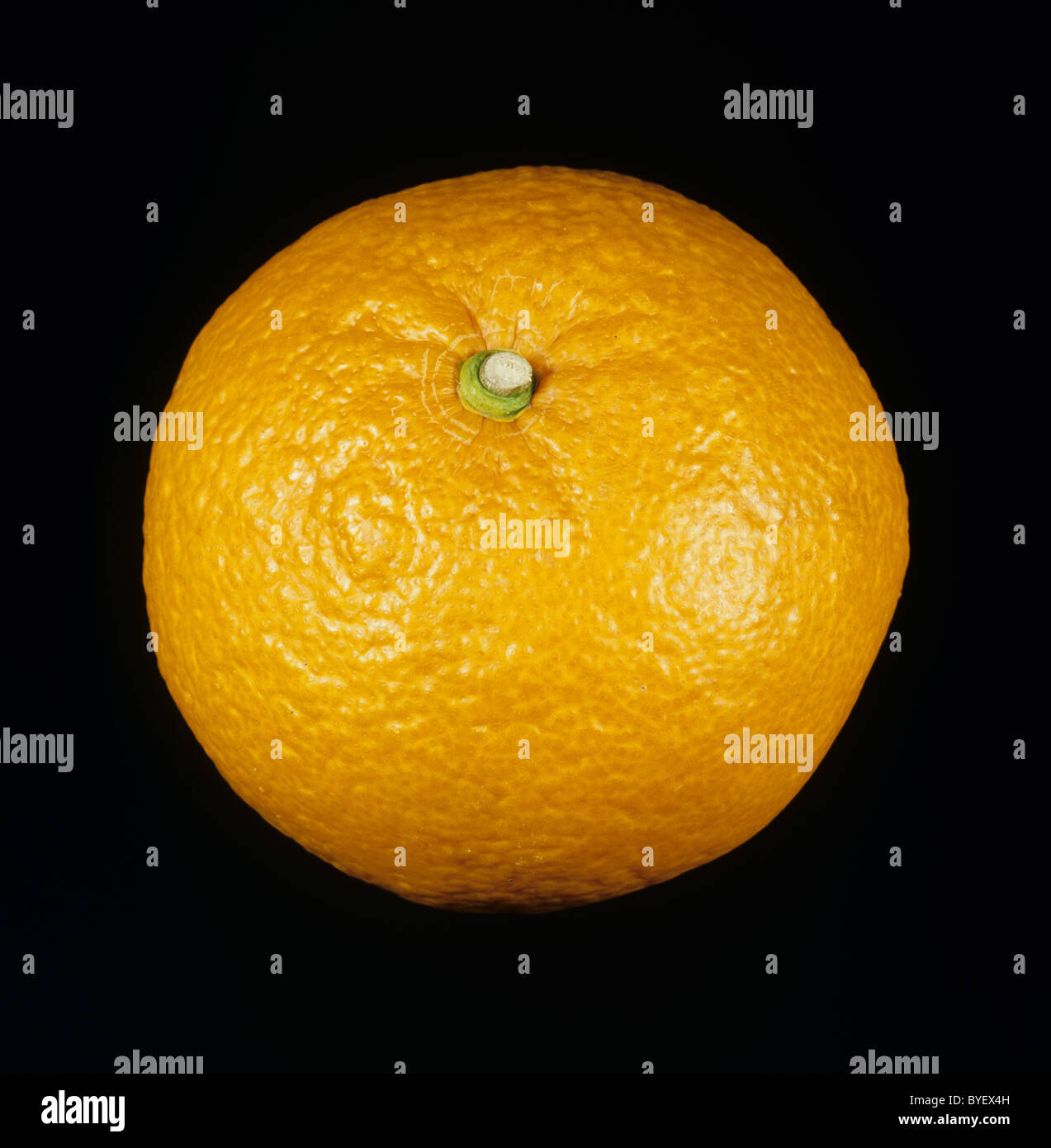 Whole citrus fruit orange variety Amanatsu Stock Photo - Alamy