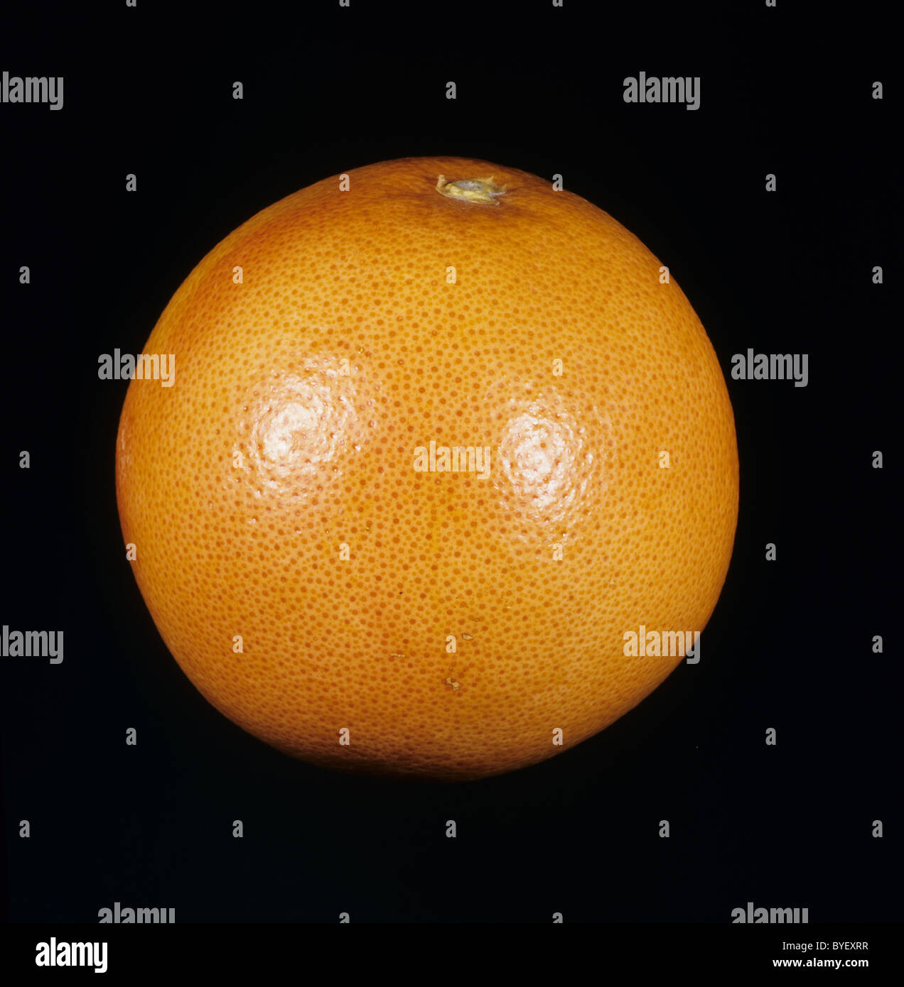 Whole grapefruit fruit variety Marsh Ruby Stock Photo - Alamy