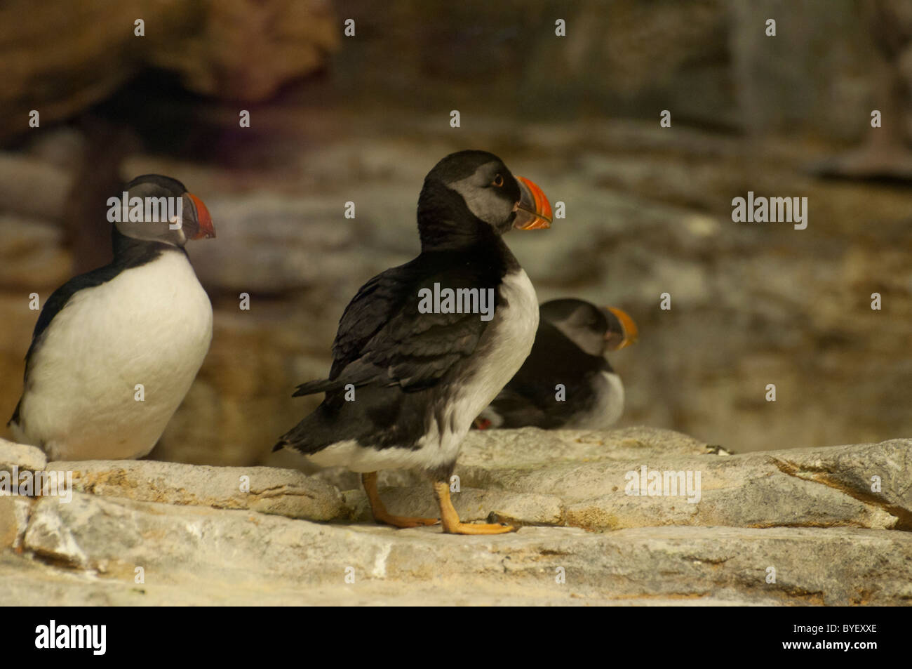 Three atlantic puffins hi-res stock photography and images - Alamy