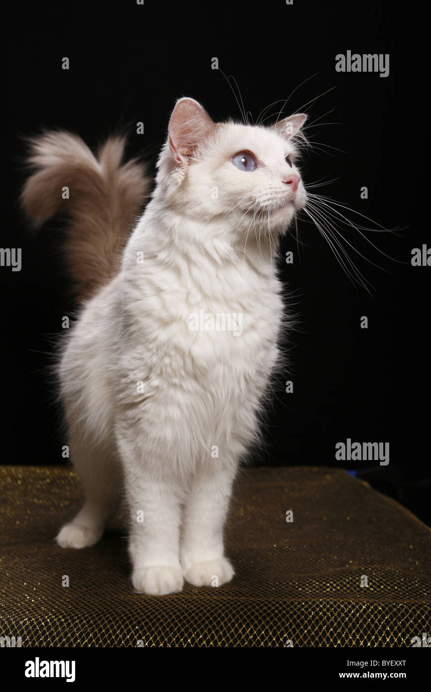 Ragdoll katze hi-res stock photography and images - Alamy