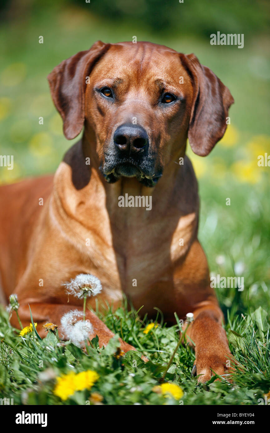 Flower flowers meadow natur nature brauner braune vertical format hi ...