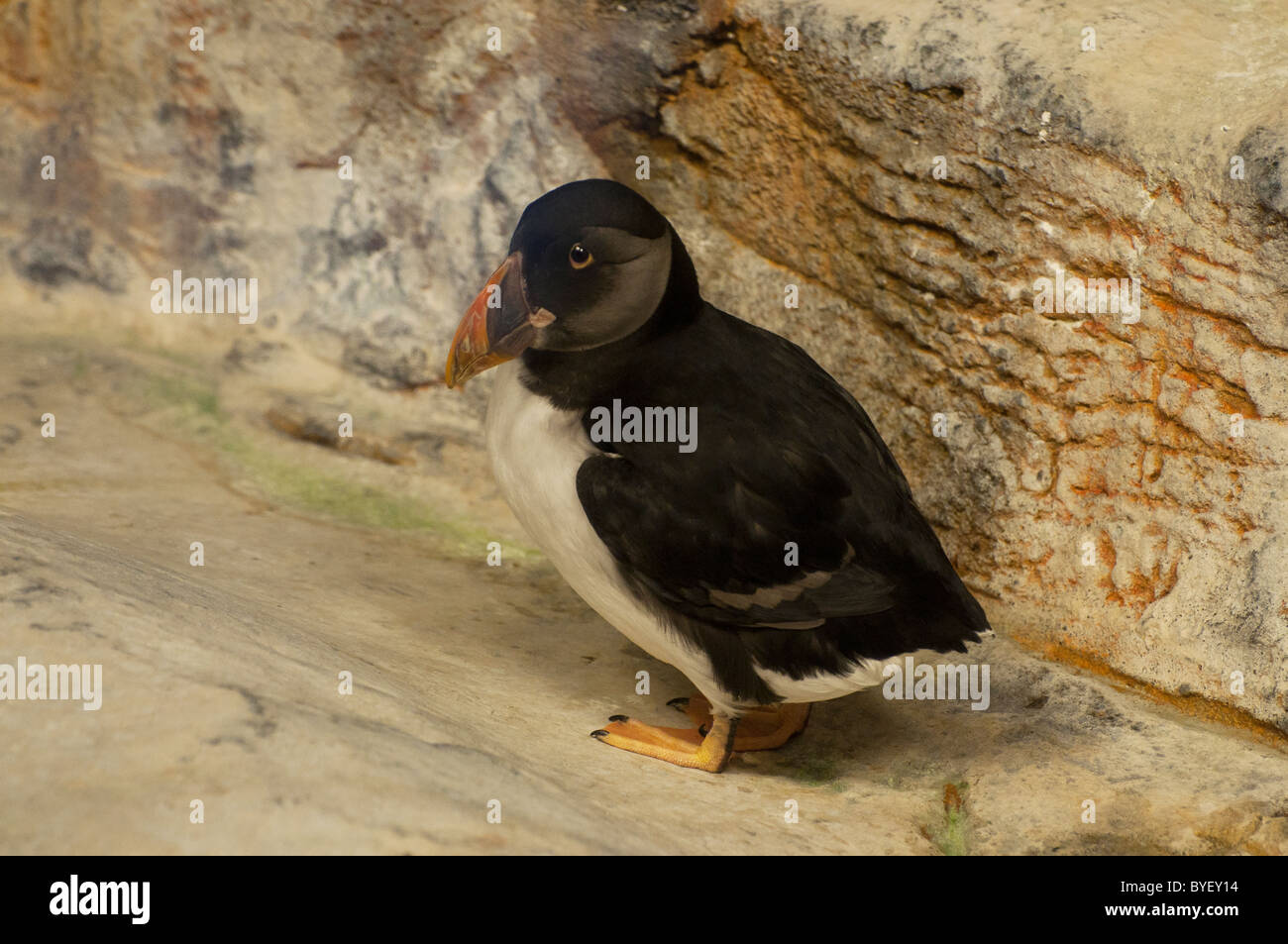 Close-up of a Puffin Stock Photo - Alamy