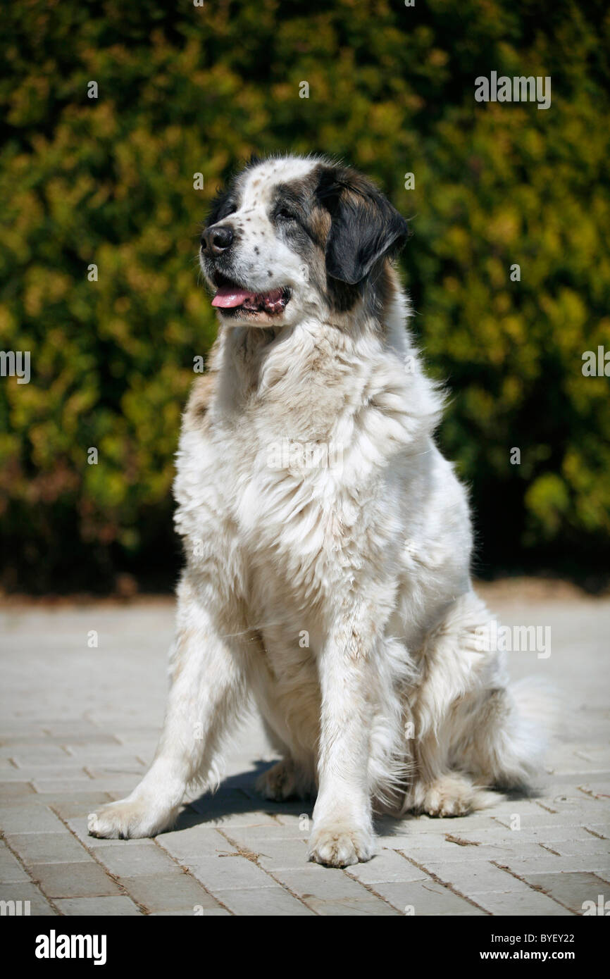 Moskauer wachhund moscow watchdog hi-res stock photography and images ...