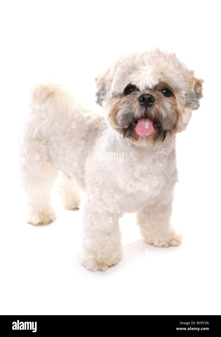 Lhasa apso hi-res stock photography and images - Alamy