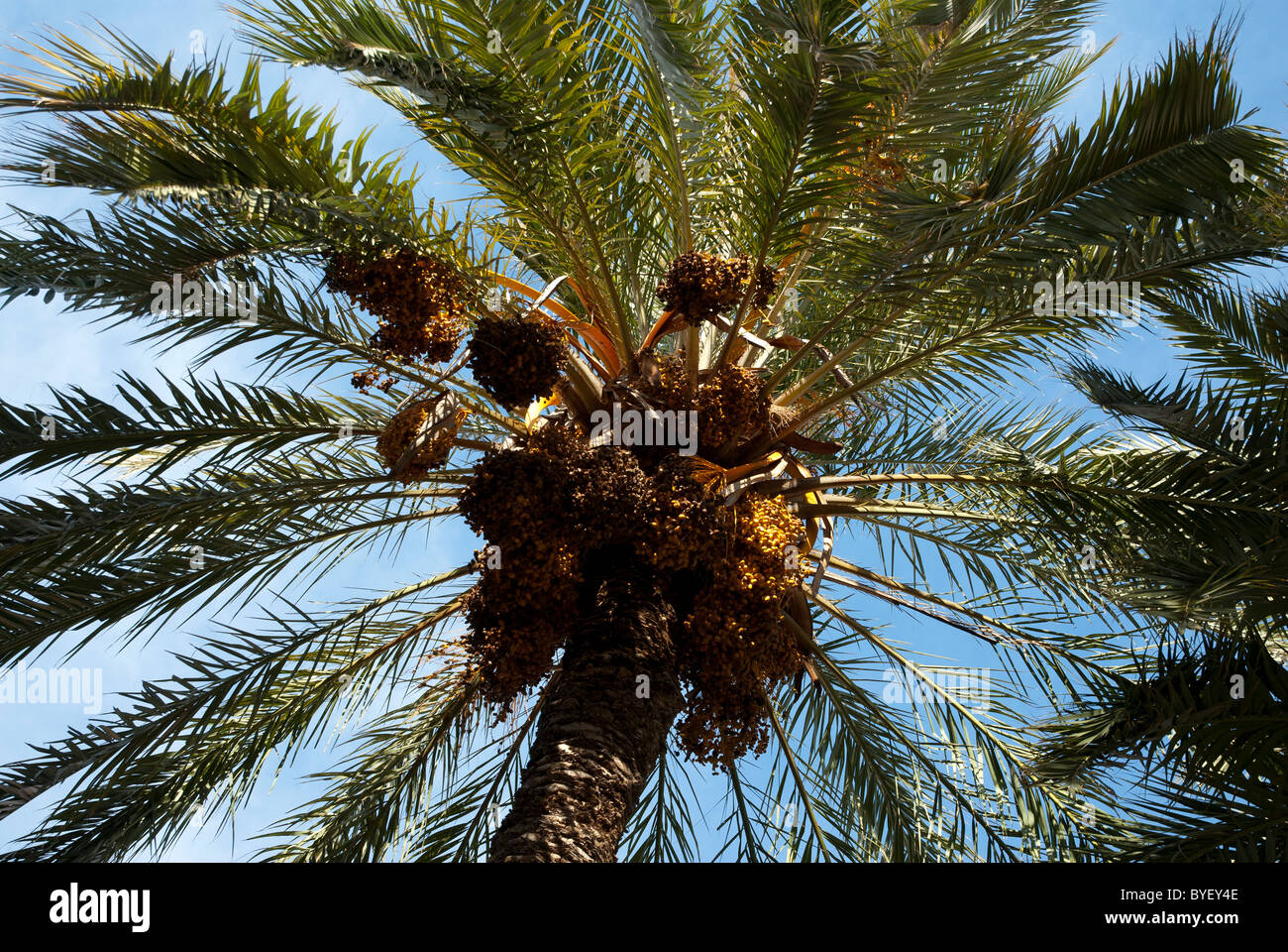 Date Palm - Valencia, Spain Stock Photo - Alamy