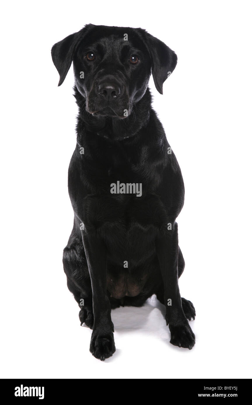 Black labrador retriever cutout Cut Out Stock Images & Pictures - Alamy