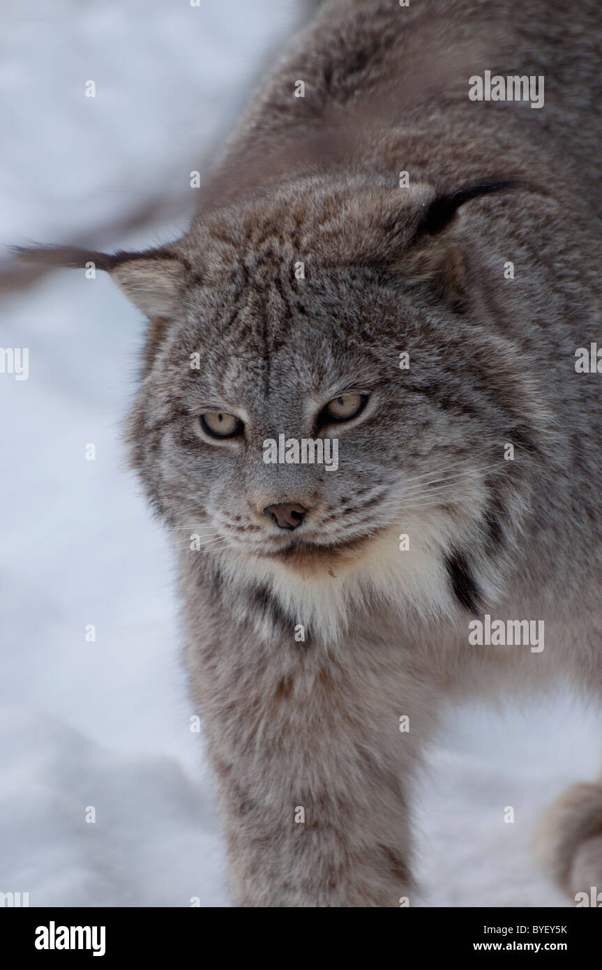 Canada lynx snow winter hi-res stock photography and images - Alamy