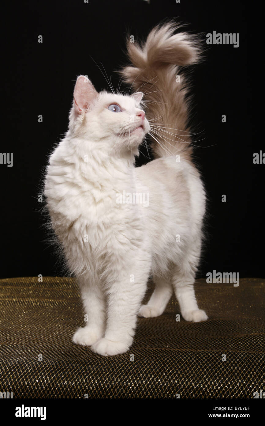 Ragdoll katze hi-res stock photography and images - Alamy