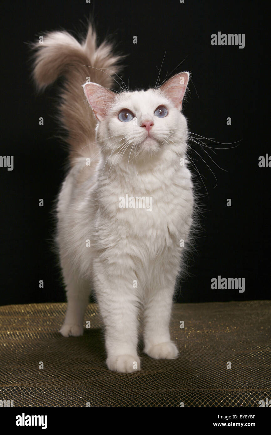 Ragdoll katze hi-res stock photography and images - Alamy