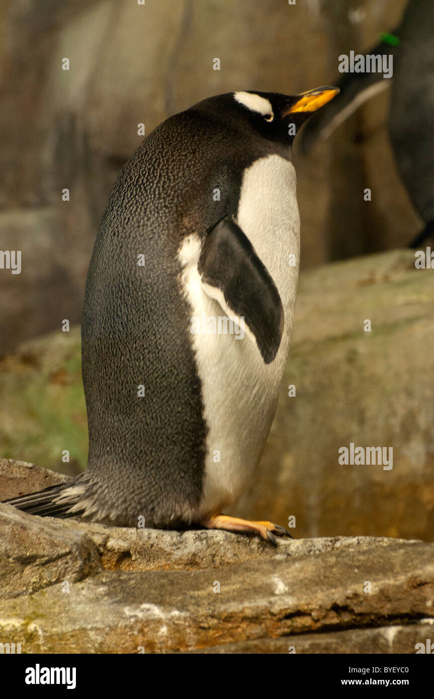 Profile of a penguin hi-res stock photography and images - Alamy