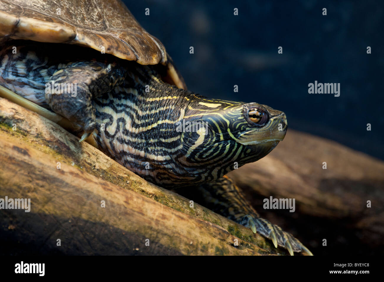 Map turtle hi-res stock photography and images - Alamy
