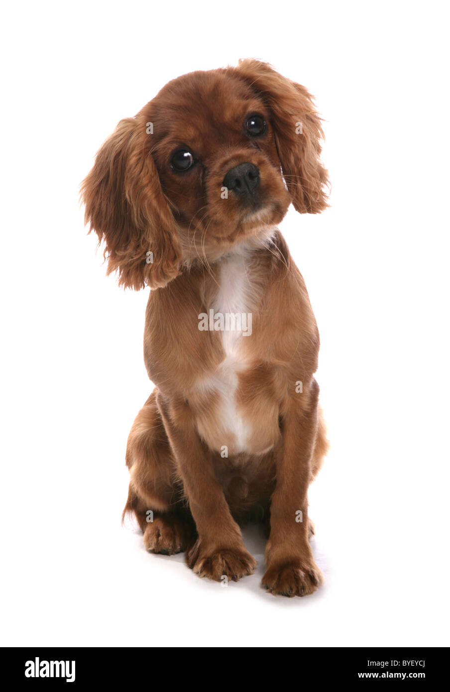 Cavalier King Charles Spaniel Dog Sitting Studio Stock Photo - Alamy