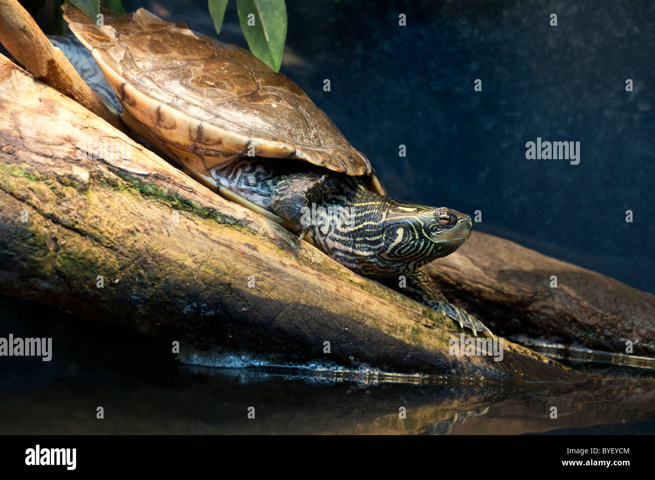 Map turtle hi-res stock photography and images - Alamy