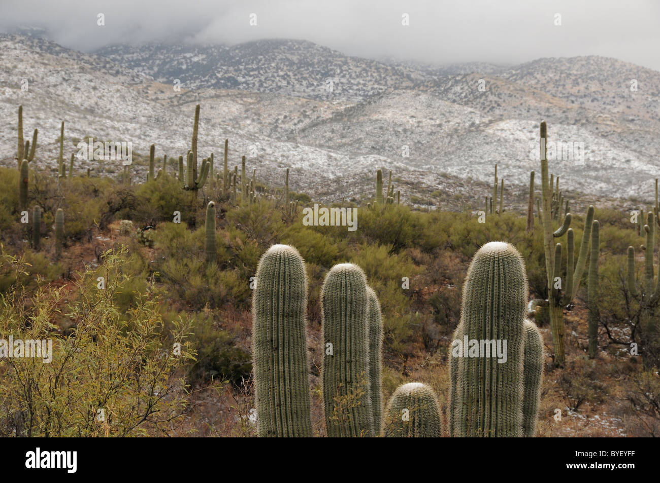 Snow covers the Rincon Mountains in Vail, Arizona, Sonoran Desert, USA ...