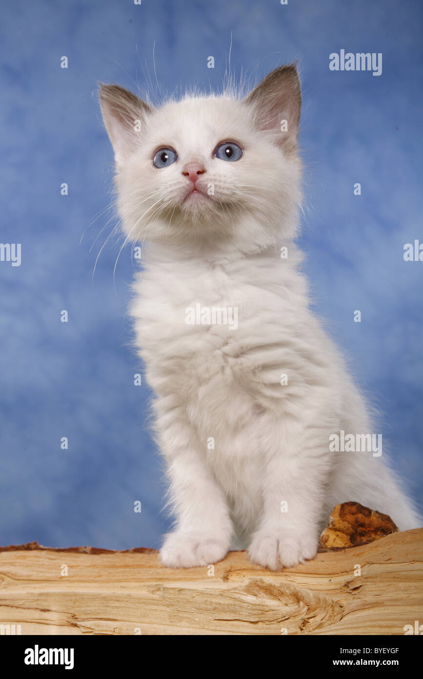 Ragdoll Kätzchen / Ragdoll Kitten Stock Photo - Alamy