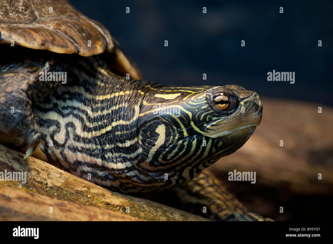 Map turtle hi-res stock photography and images - Alamy