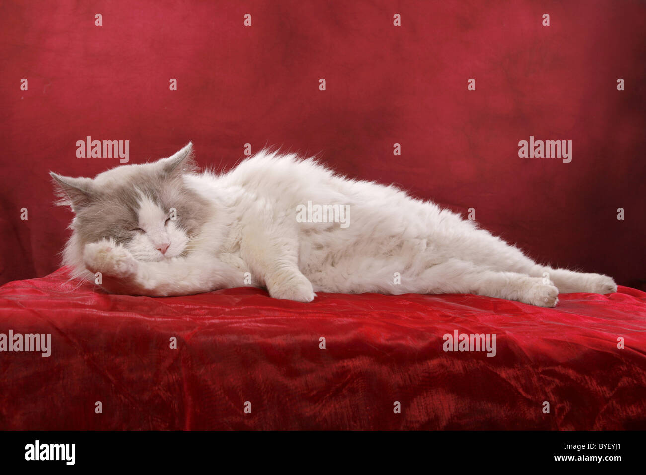 Ragdoll Kater / Ragdoll tomcat Stock Photo - Alamy