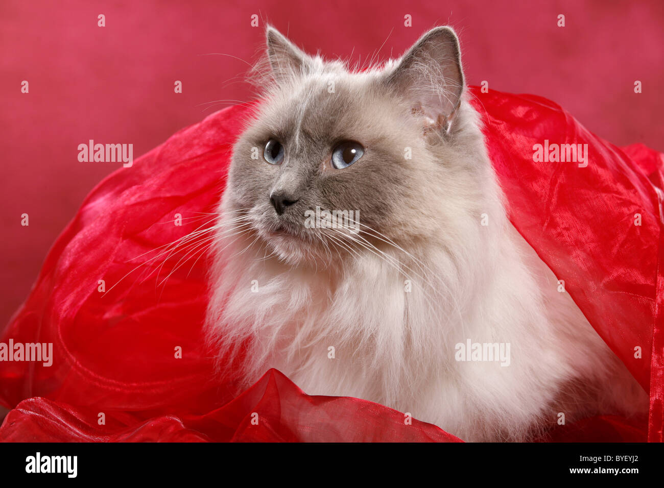 Red point ragdoll hi-res stock photography and images - Alamy