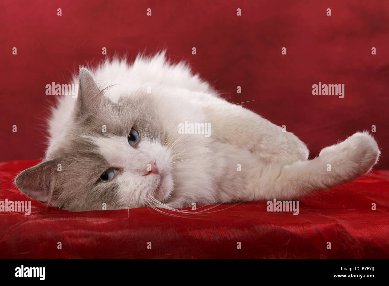 Ragdoll Kater / Ragdoll tomcat Stock Photo - Alamy