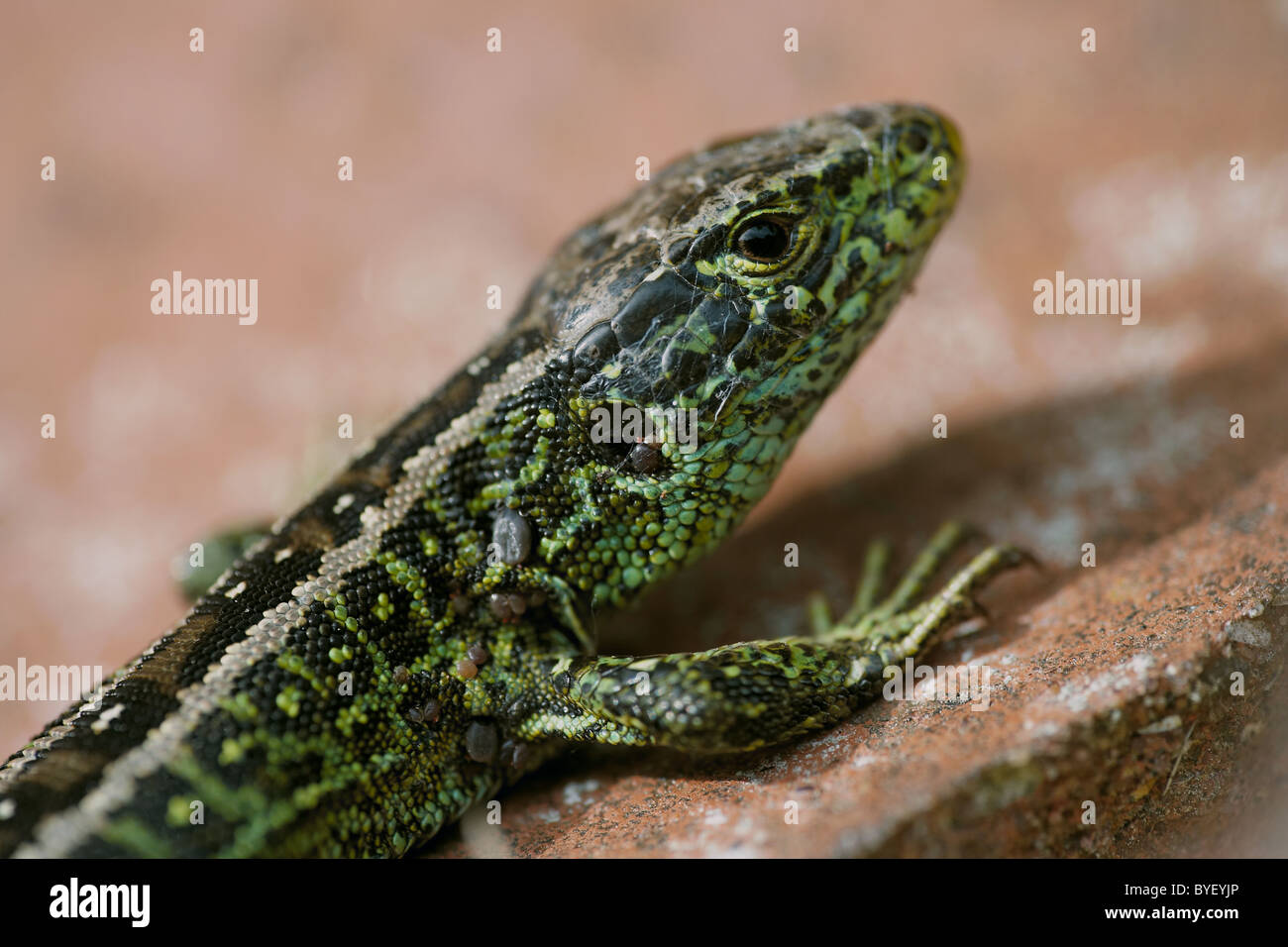 Reptile mating hi-res stock photography and images - Alamy