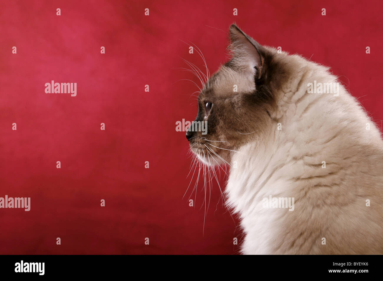 Ragdoll Kater / Ragdoll tomcat Stock Photo - Alamy