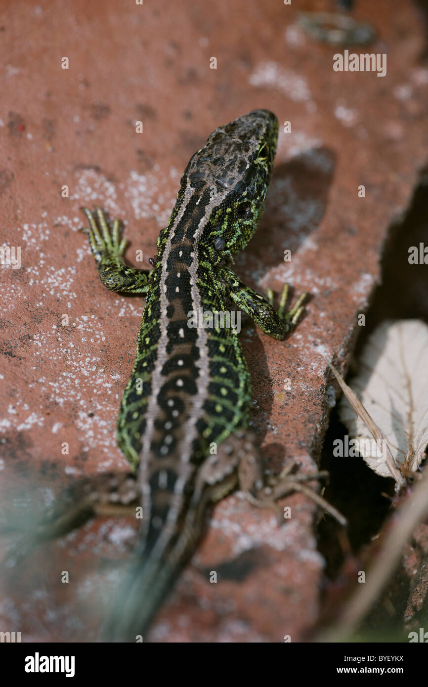 Male sand lizard, Lacerta agilis, in mating colours, Dorset, UK Stock ...