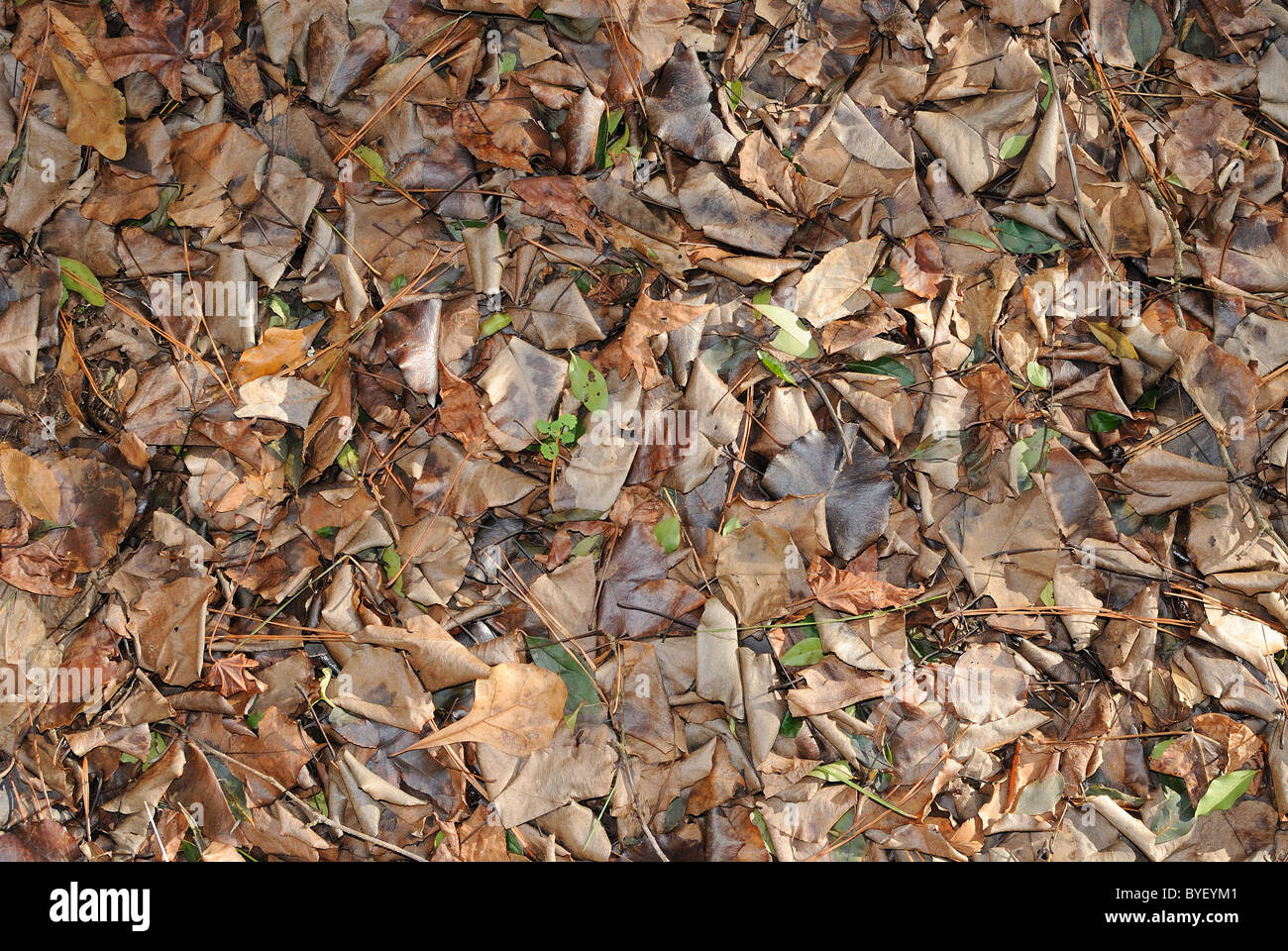 Death leaves hi-res stock photography and images - Alamy