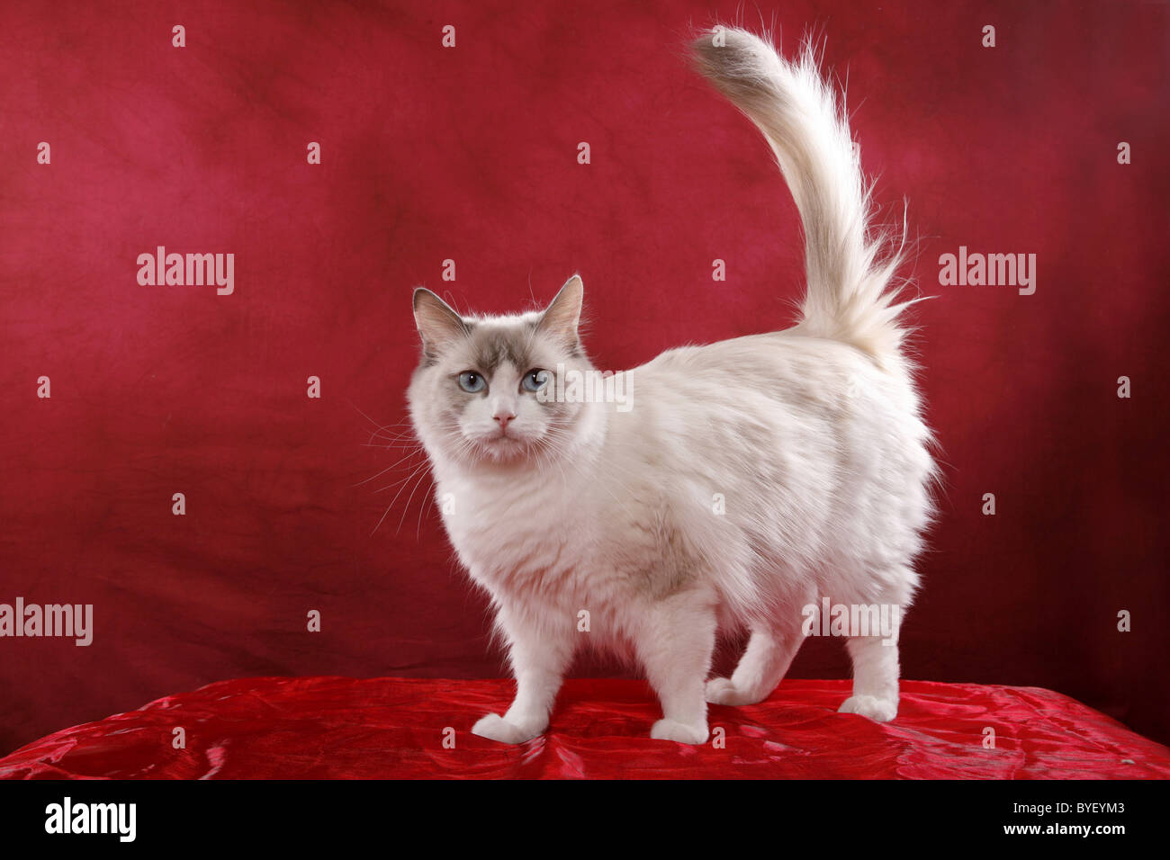 Ragdoll Cat Adult High Resolution Stock Photography and Images - Alamy