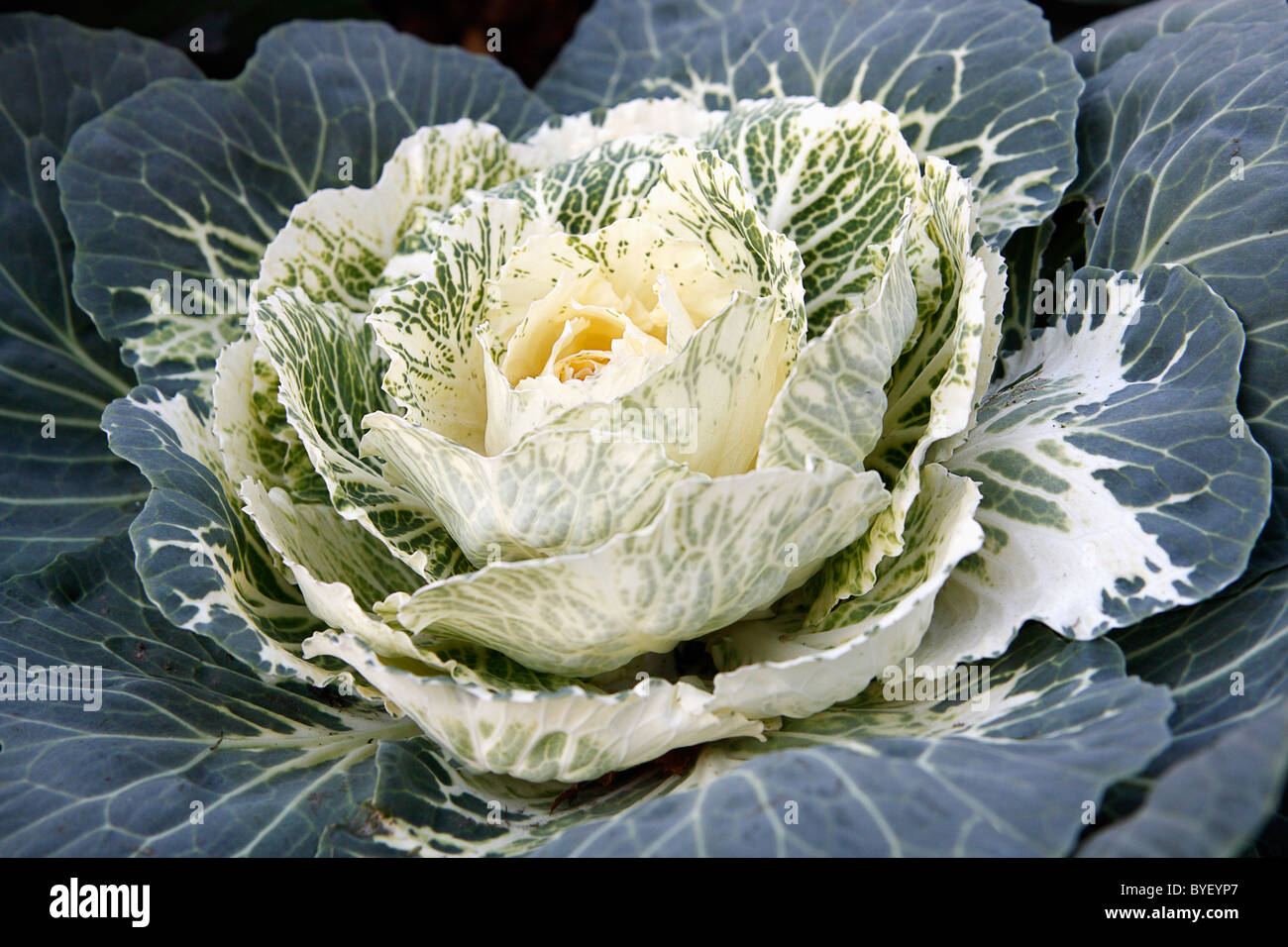 White ornamental cabbage Stock Photo - Alamy