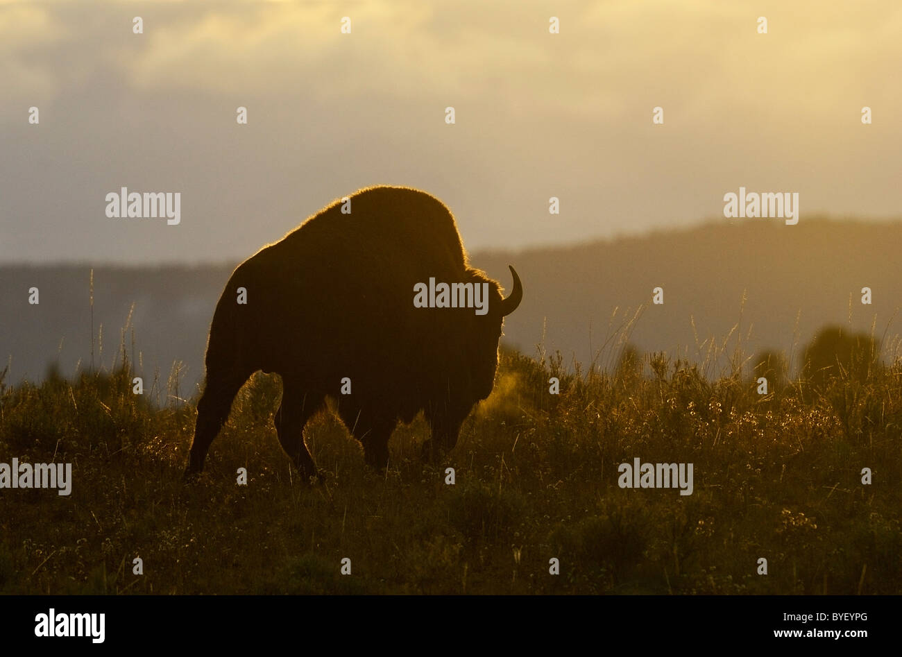 Buffalo Bull at Sunrise Stock Photo - Alamy