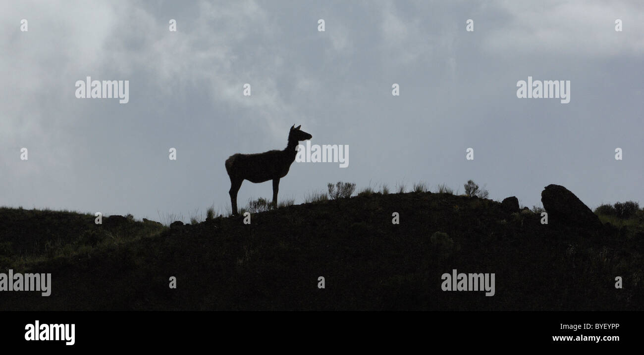Elk and Boulder Panoramic Stock Photo - Alamy