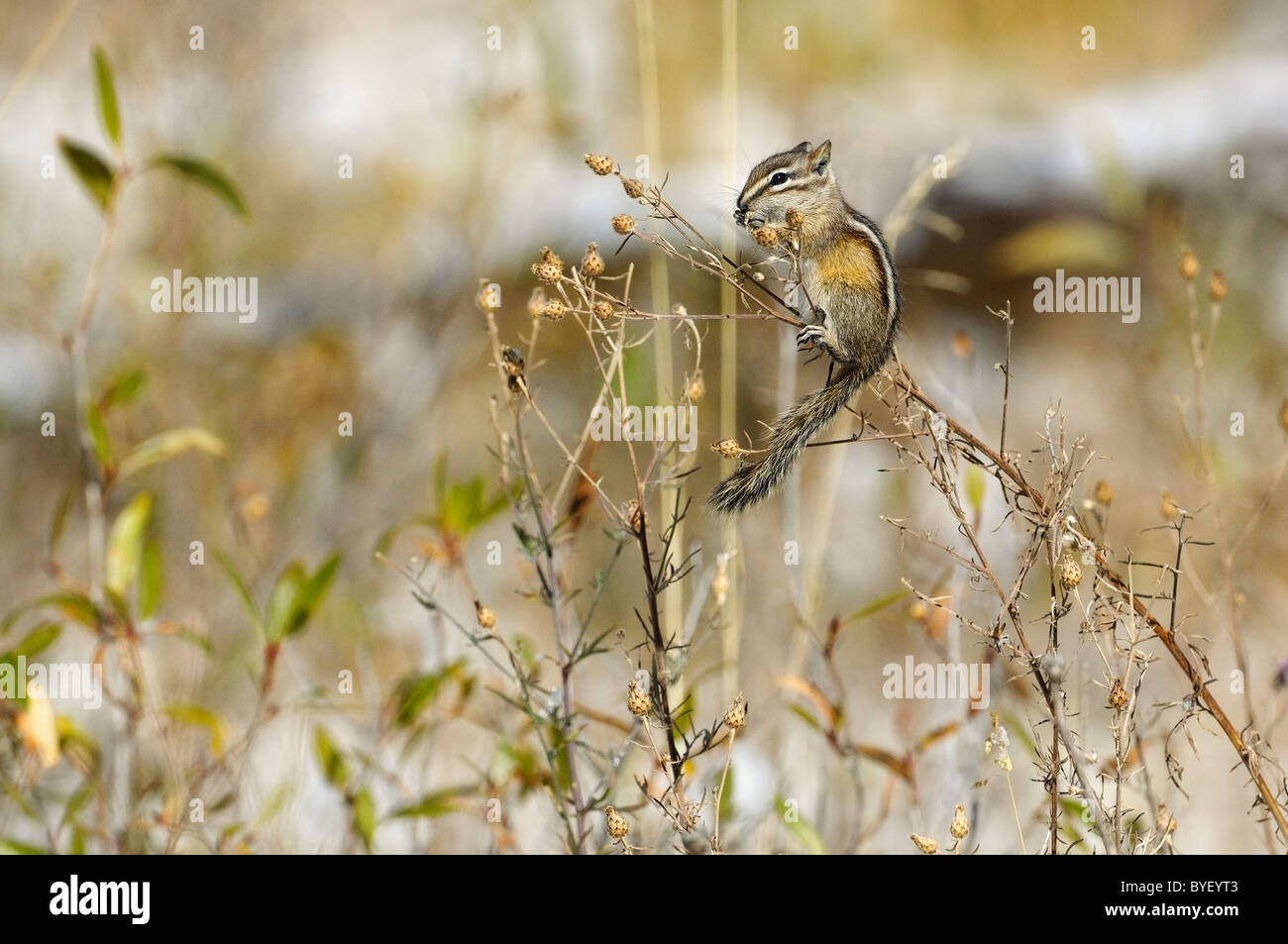 Chipmunk behavior hi-res stock photography and images - Alamy