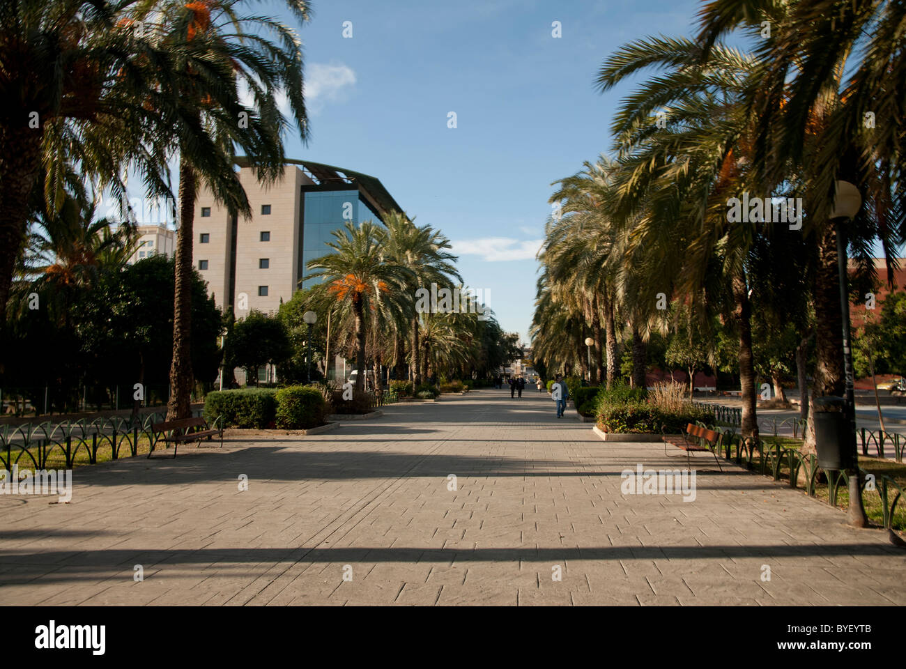 Valencia street with palms, Spain Stock Photo - Alamy