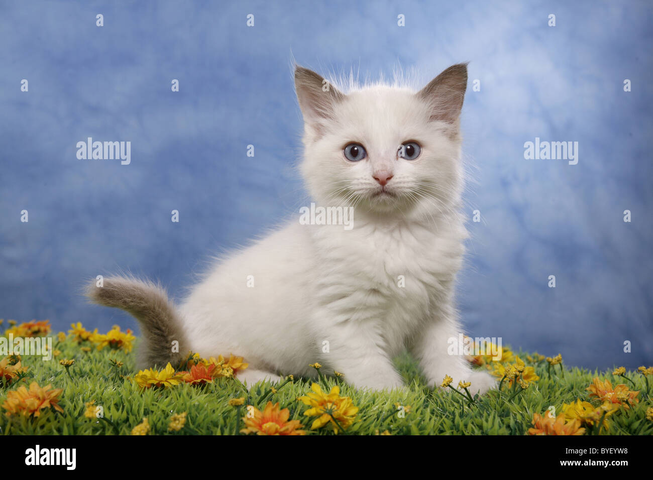 Ragdoll Kätzchen / Ragdoll Kitten Stock Photo - Alamy