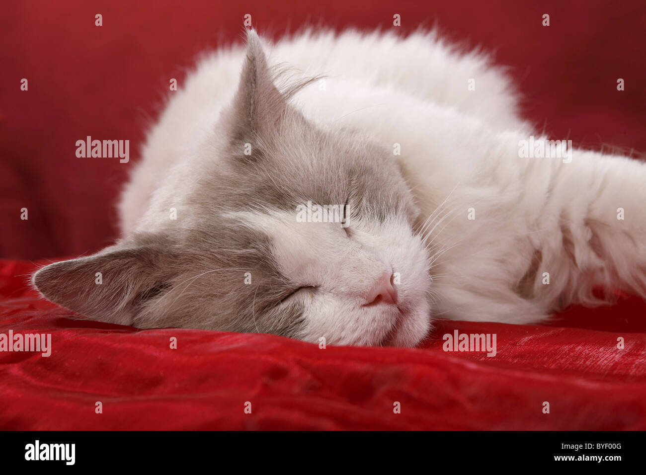 Ragdoll Kater / Ragdoll tomcat Stock Photo - Alamy