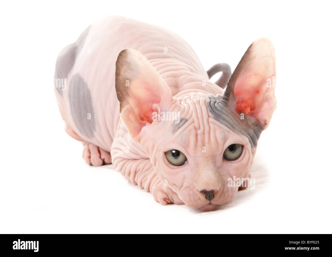 Sphynx Kitten laying Studio Stock Photo - Alamy