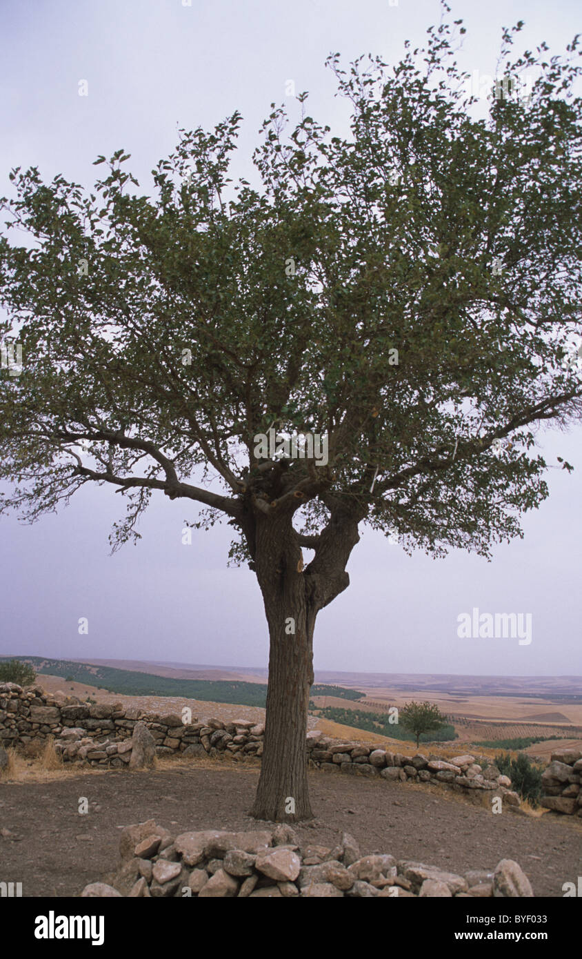 The solitary tree by Muslim graves, a place of pilgrimage on top of the ...