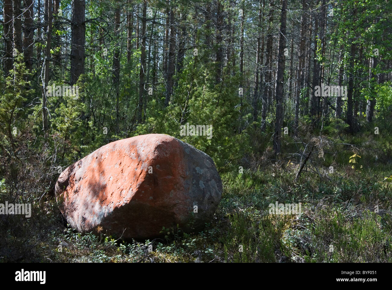 Red Lichen (Lecidea lithophila) on a stone surface in Finland Stock ...