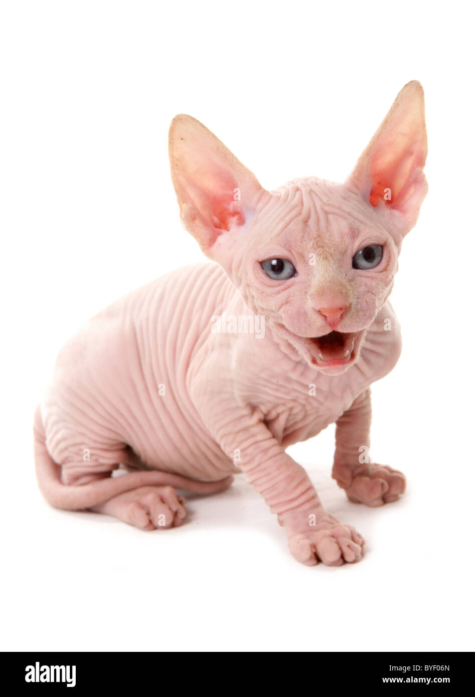 Sphynx kitten Sitting Studio Stock Photo - Alamy