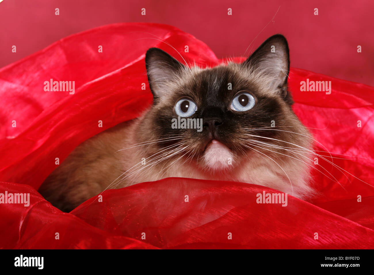 12911 hi-res stock photography and images - Alamy