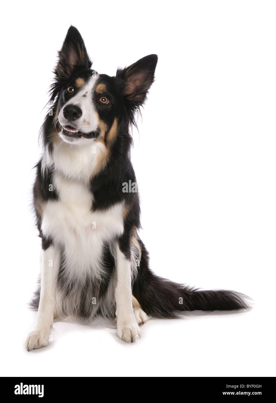 tri border collie dog sitting studio Stock Photo - Alamy
