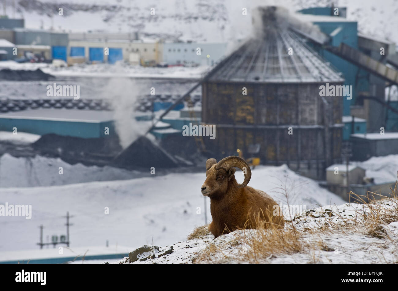 A Bighorn Sheep standing on a reclaimed slope on a coal mine site Stock ...