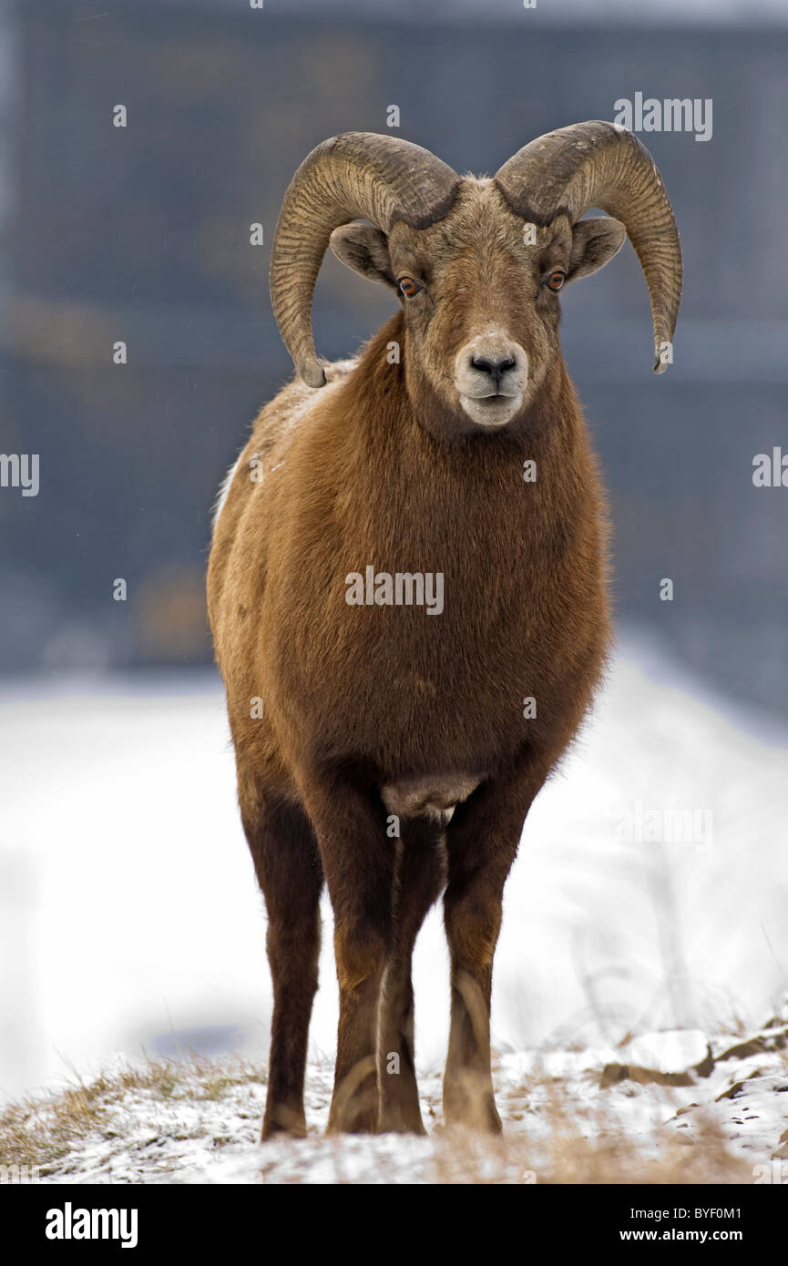A Bighorn Sheep standing on a reclaimed slope on a coal mine site Stock ...
