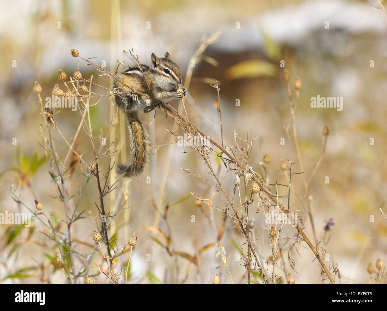 Chipmunk behavior hi-res stock photography and images - Alamy